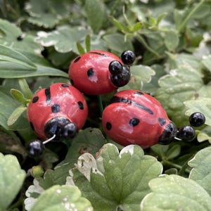 Ceramic Ladybird,plant Stake, Fairy Garden Accessories, Garden Decor ...