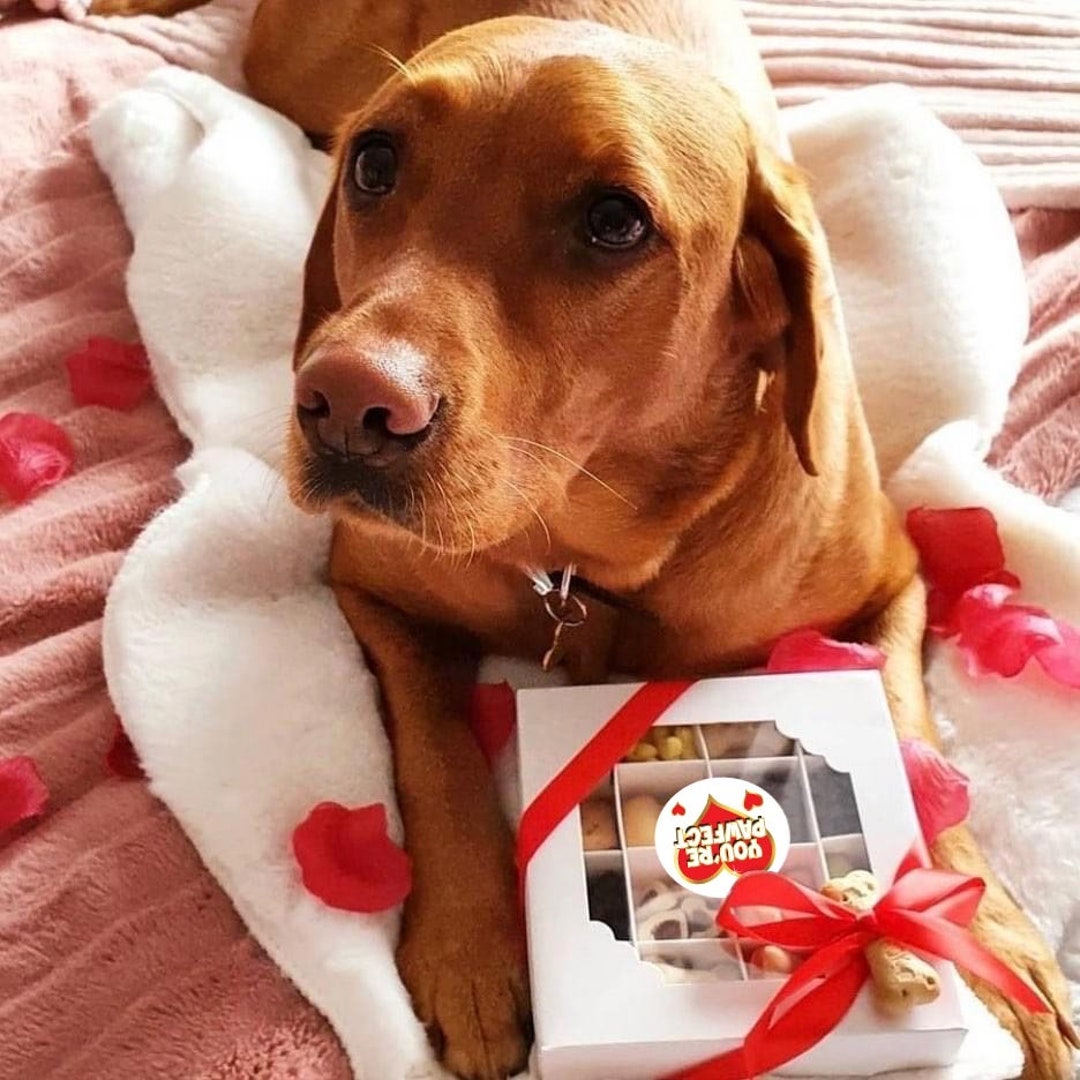 Valentines Dog Treat Box Personalised Dog Valentines Day Gift Dog ...