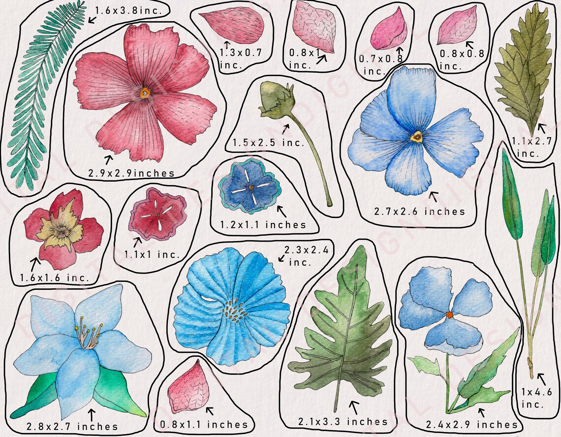 Flower Clipart, Botanical Hand Drawn Watercolor Floral Png Files ...
