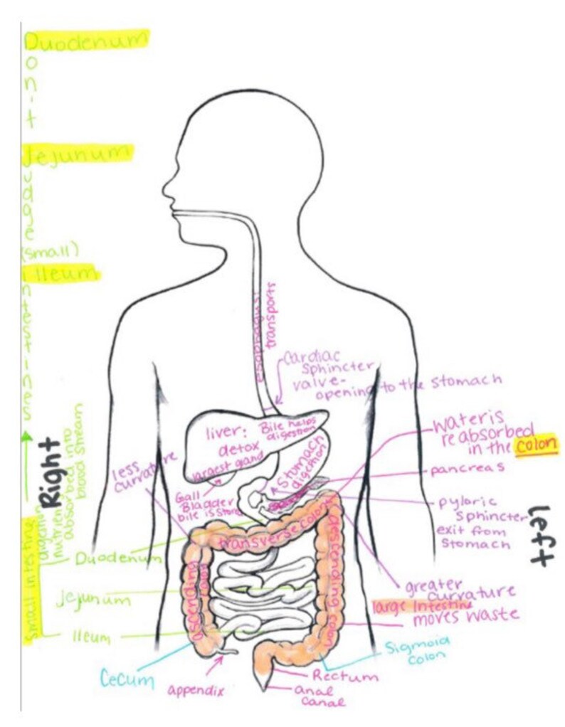 Anatomy Notebook - Etsy