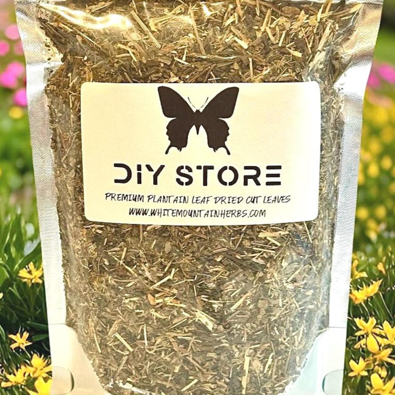 Dried Plantago Major - Etsy