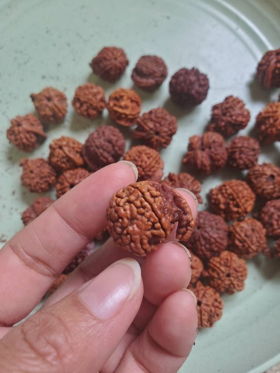 Ganesh Rudraksha From Nepal 100% Original With High Quality - Etsy