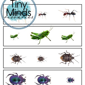 Pre-k Insect Themed Learning Pack - Etsy
