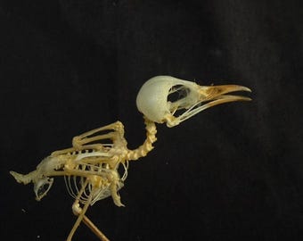 Real Taxidermy Streptopelia Chinensis (spotted Dove Bird) Skeleton - Etsy