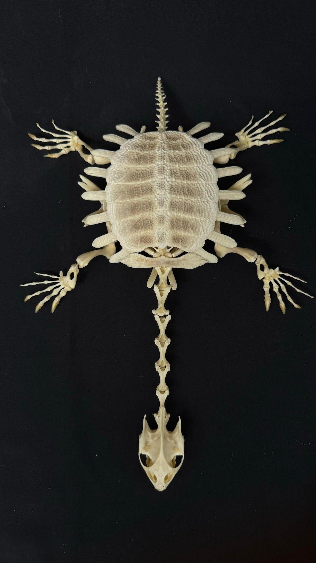 Real Taxidermy Skeleton Amyda Cartilaginea - Etsy