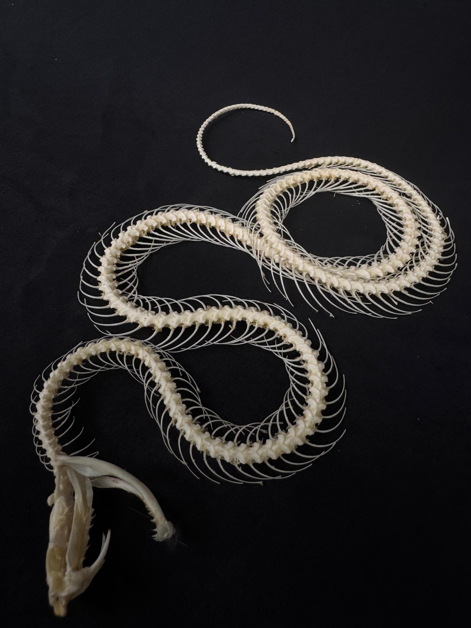 Real Taxidermy Snake Trimeresurus Albolabris One Coiled - Etsy