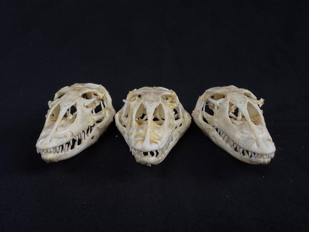 Real Taxidermy Reptile Monitor Lizard Skull - Etsy