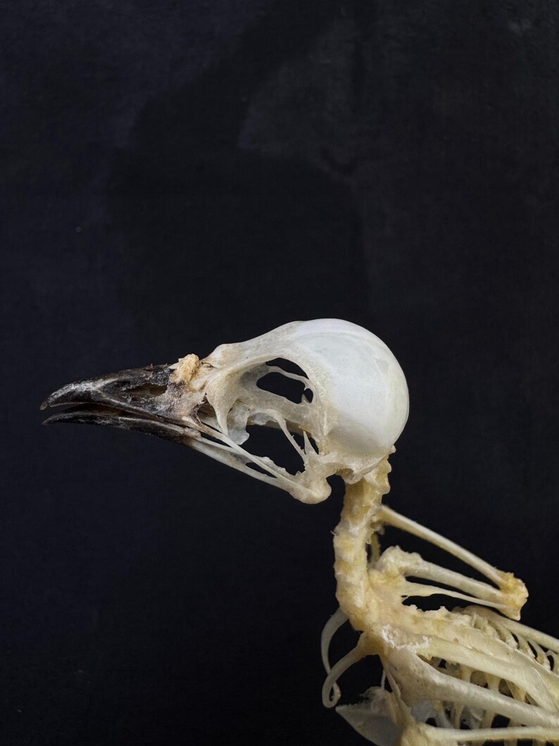 Real Taxidermy Javanese Finches Skeleton - Etsy