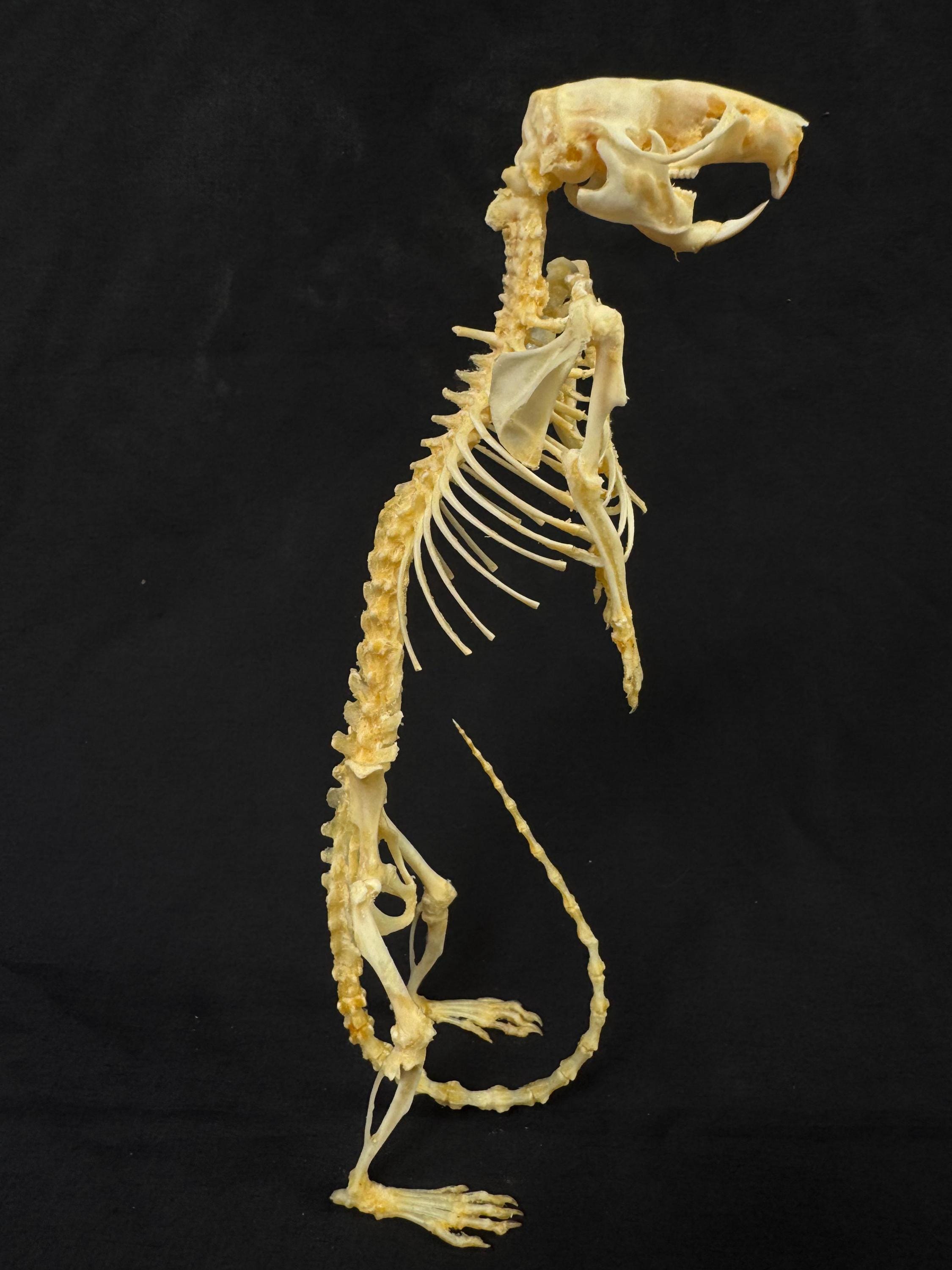 Real Taxidermy Rattus Norvegicus Standing Skeleton - Etsy