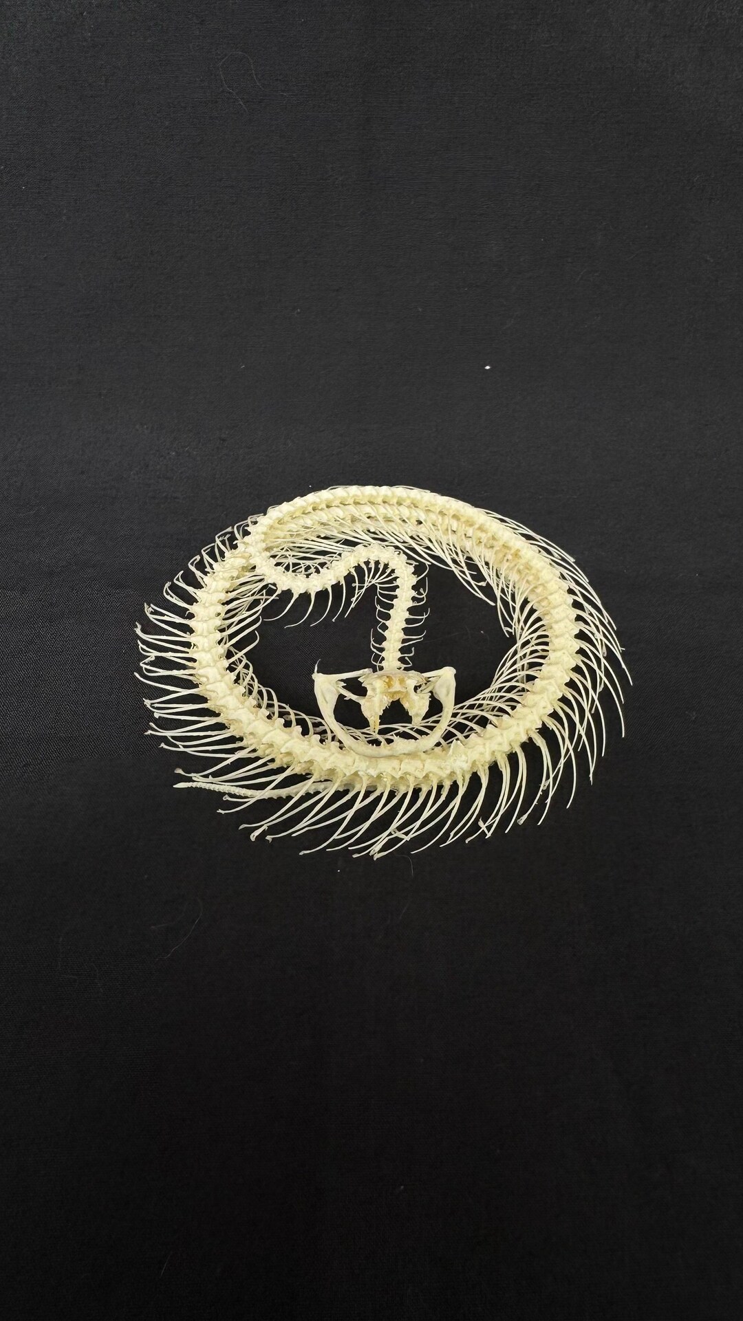 Real Taxidermy Snake Trimeresurus Albolabris Skeleton Coiled - Etsy