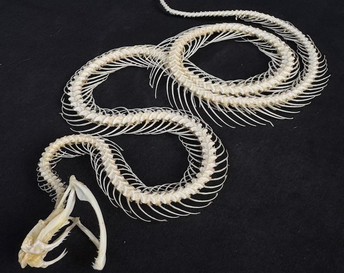 Real Taxidermy Snake Trimeresurus Albolabris One Coiled - Etsy