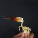 Real Taxidermy Streptopelia Chinensis (spotted Dove Bird) Skeleton - Etsy