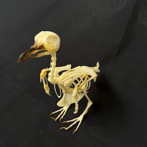 Real Taxidermy Streptopelia Chinensis spotted Dove Bird Skeleton - Etsy