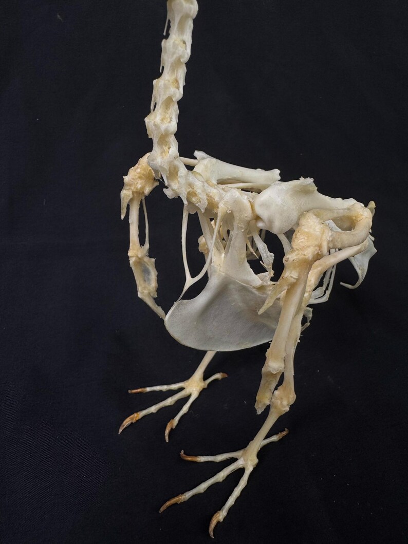 Real Taxidermy Pigeon Skeleton - Etsy
