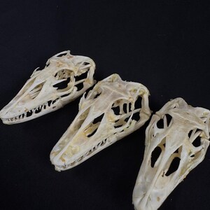 Real Taxidermy Reptile Monitor Lizard Skull - Etsy