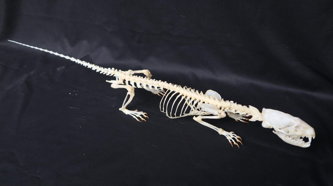 Real Taxidermy Javan Mongoose Skeleton - Etsy