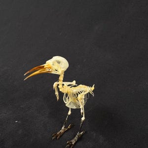 Real Taxidermy Colibri Bird Skeleton - Etsy