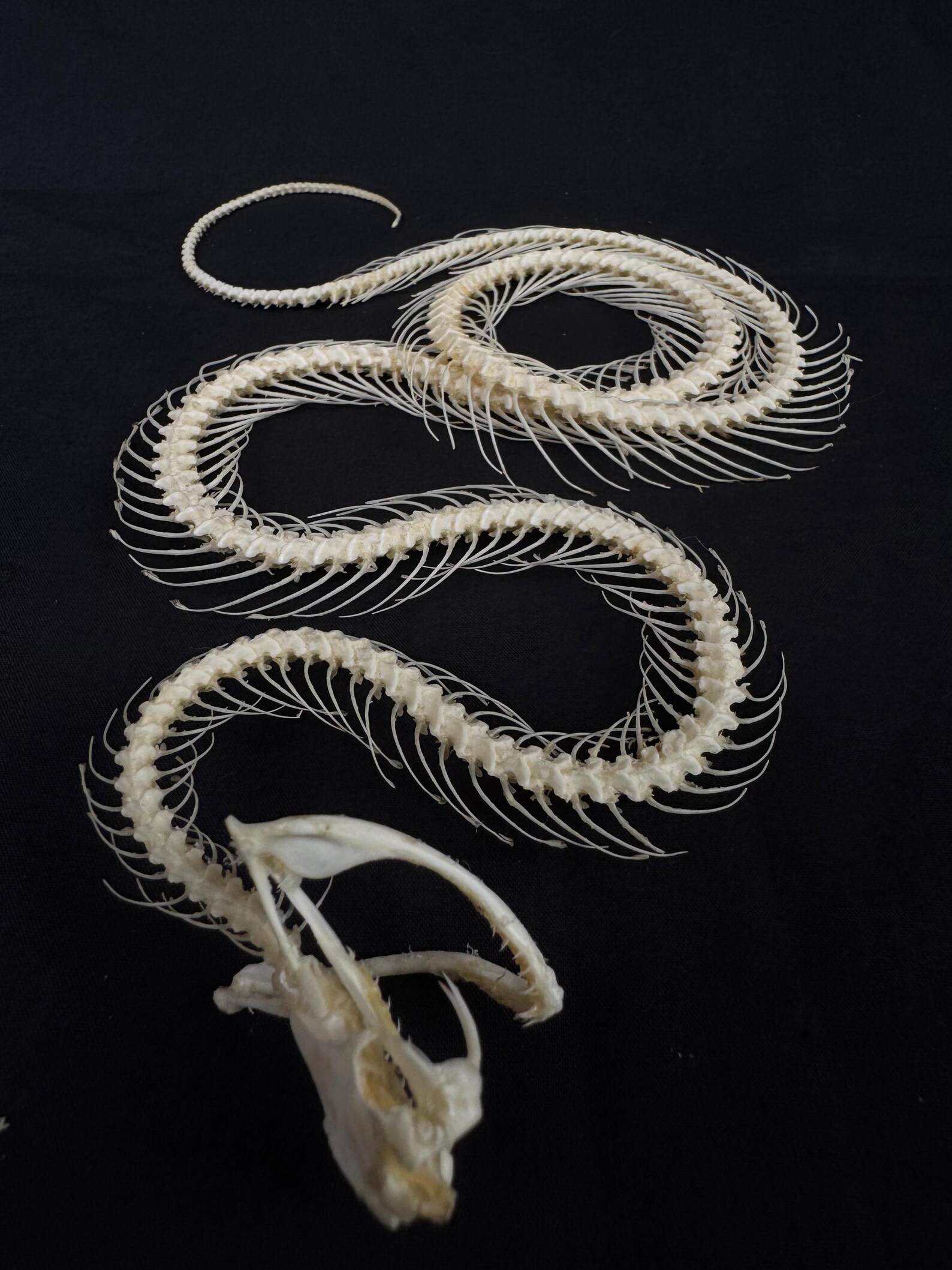 Real Taxidermy Snake Trimeresurus Albolabris One Coiled - Etsy