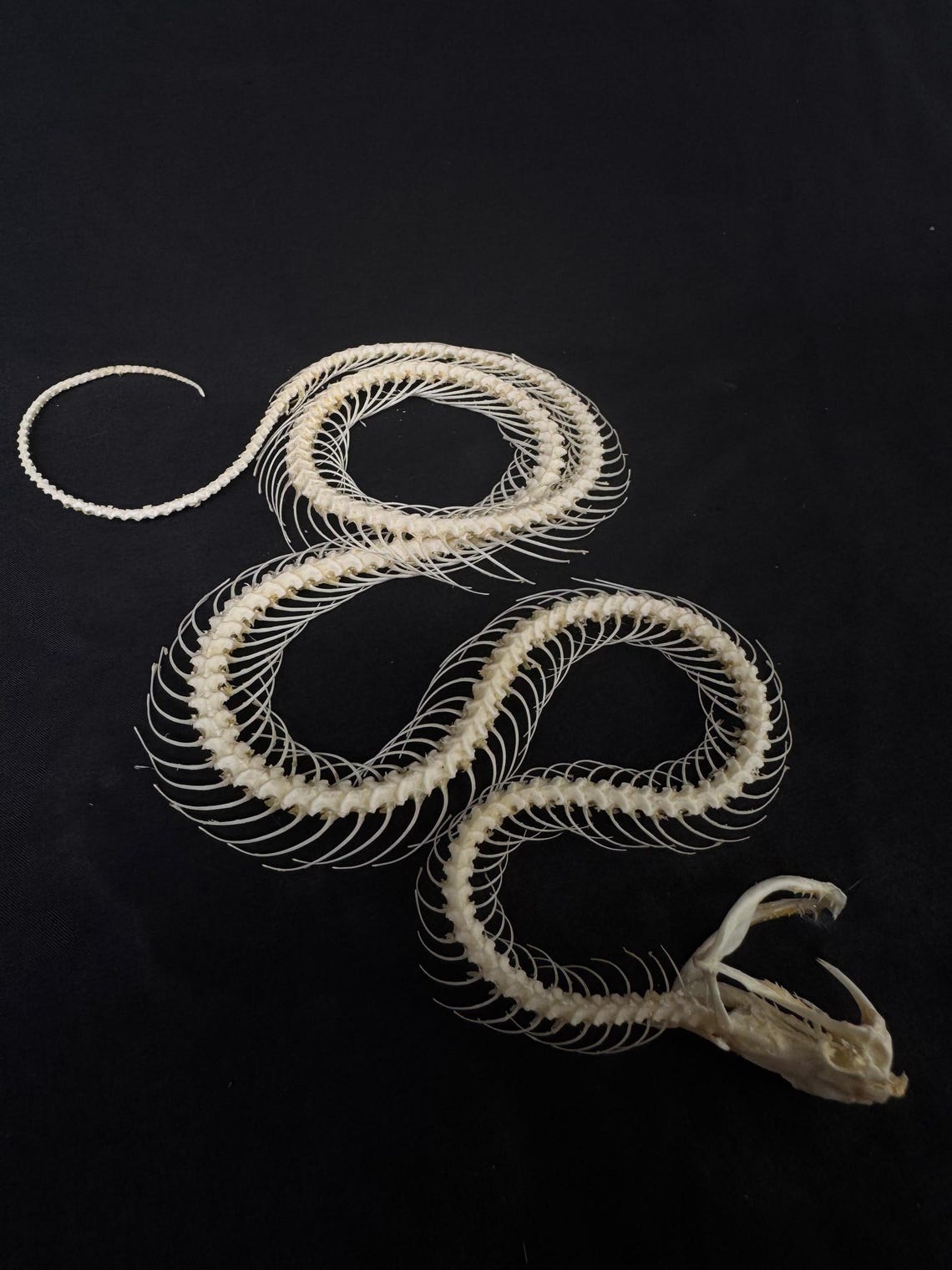 Real Taxidermy Snake Trimeresurus Albolabris One Coiled - Etsy