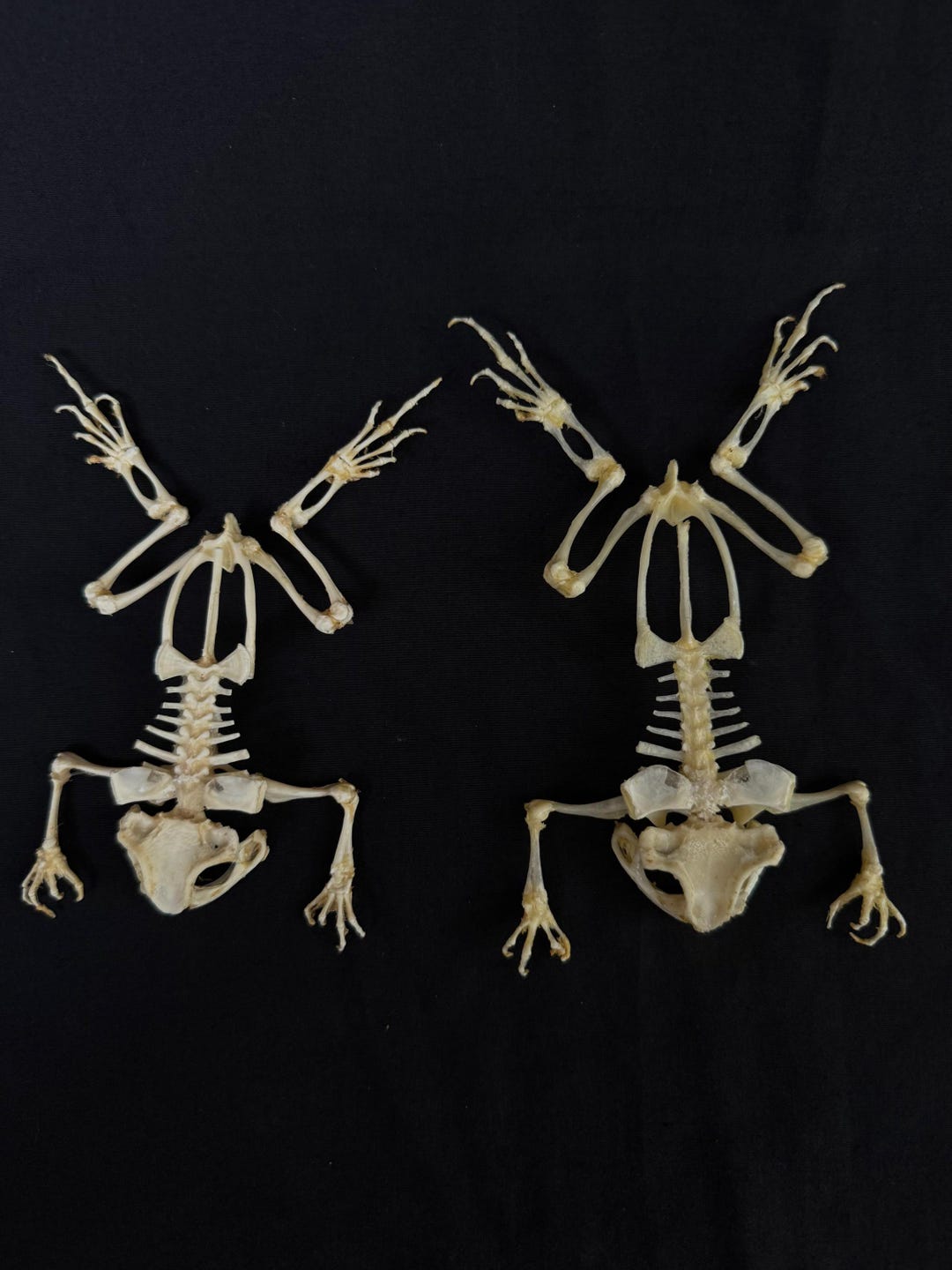 Real Taxidermy Swimming Frog (asian Toad) Skeleton - Etsy