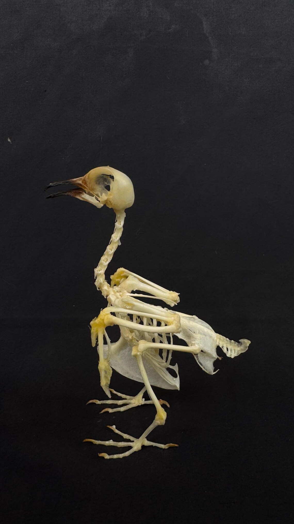 Real Taxidermy Streptopelia Chinensis (spotted Dove Bird) Skeleton - Etsy