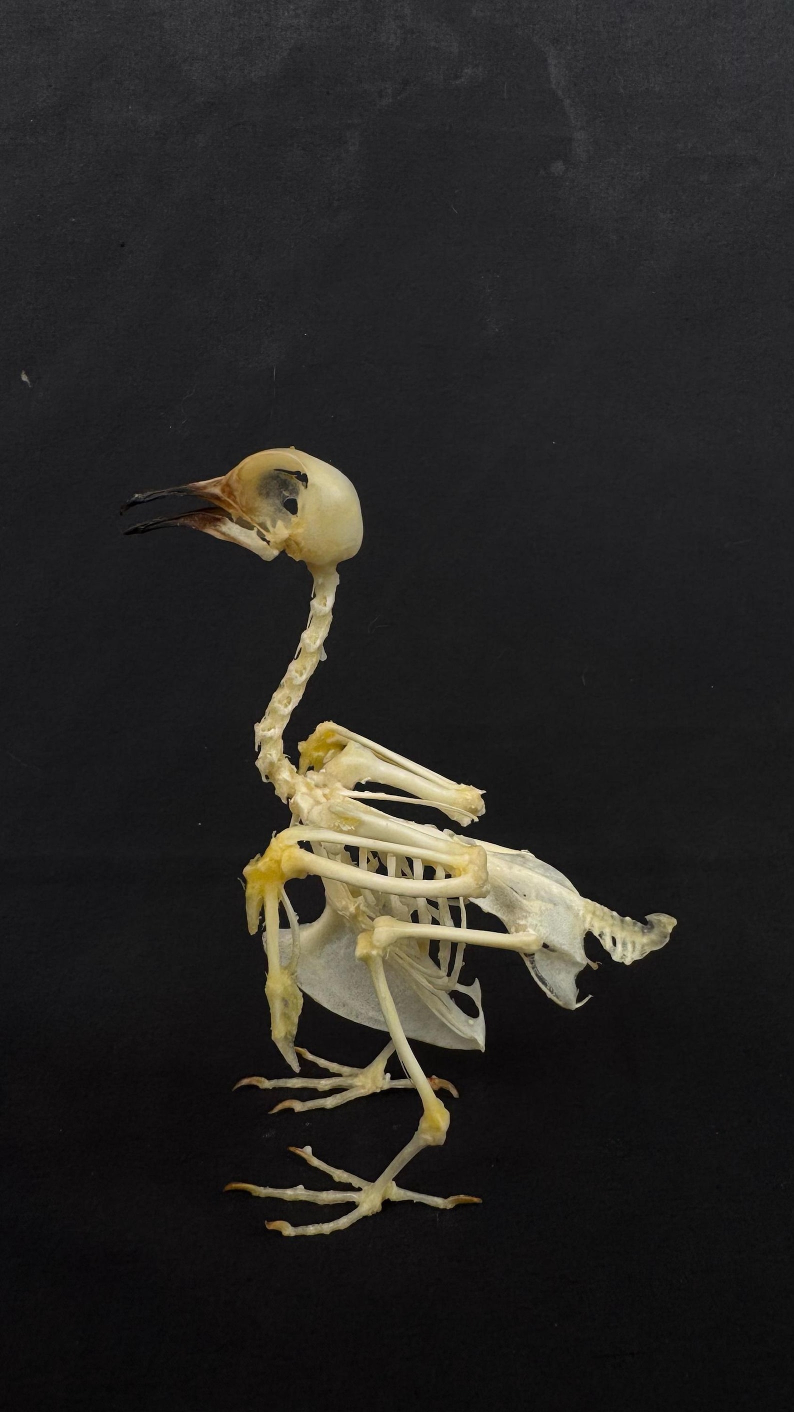 Real Taxidermy Streptopelia Chinensis (spotted Dove Bird) Skeleton - Etsy