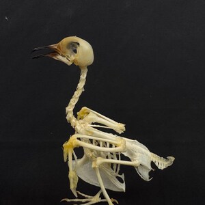 Real Taxidermy Streptopelia Chinensis (spotted Dove Bird) Skeleton - Etsy