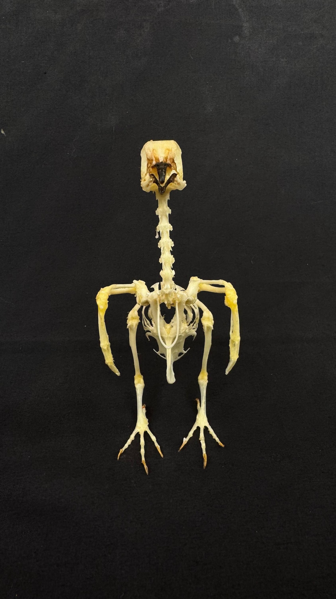 Real Taxidermy Streptopelia Chinensis (spotted Dove Bird) Skeleton - Etsy