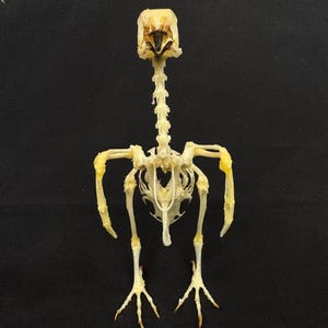 Real Taxidermy Streptopelia Chinensis (spotted Dove Bird) Skeleton - Etsy