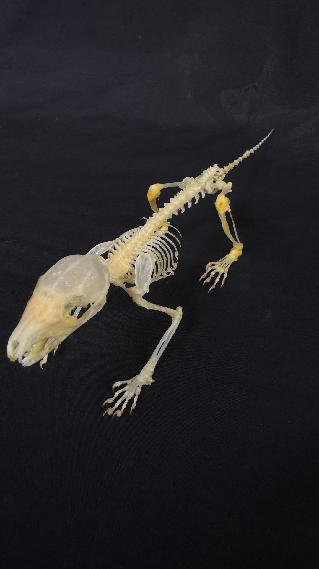 Real Taxidermy Shrew Javan Skeleton - Etsy