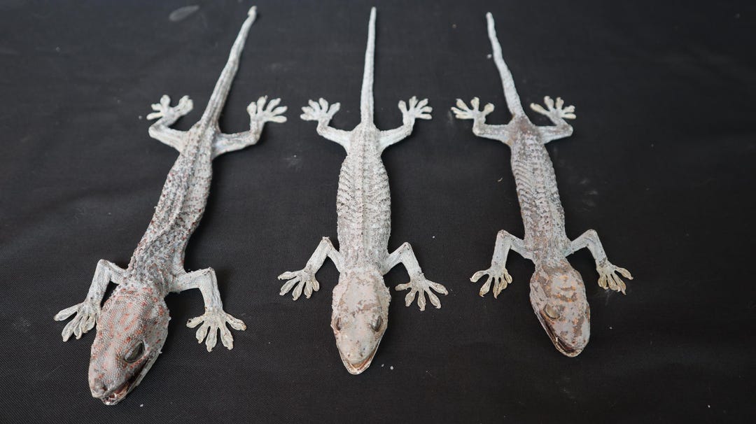 Real Taxidermy Gekko Gecko Freeze Dried - Etsy