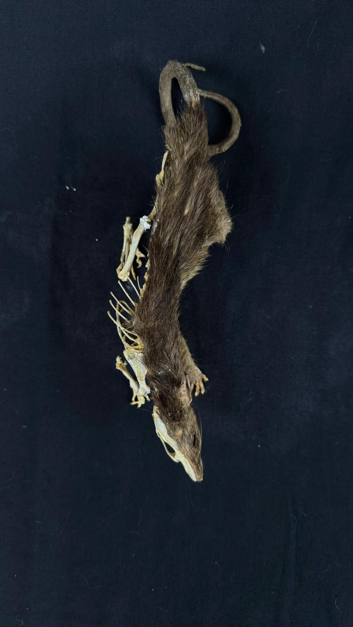 Real Taxidermy Half Rattus Argentiventer Skeleton rat - Etsy