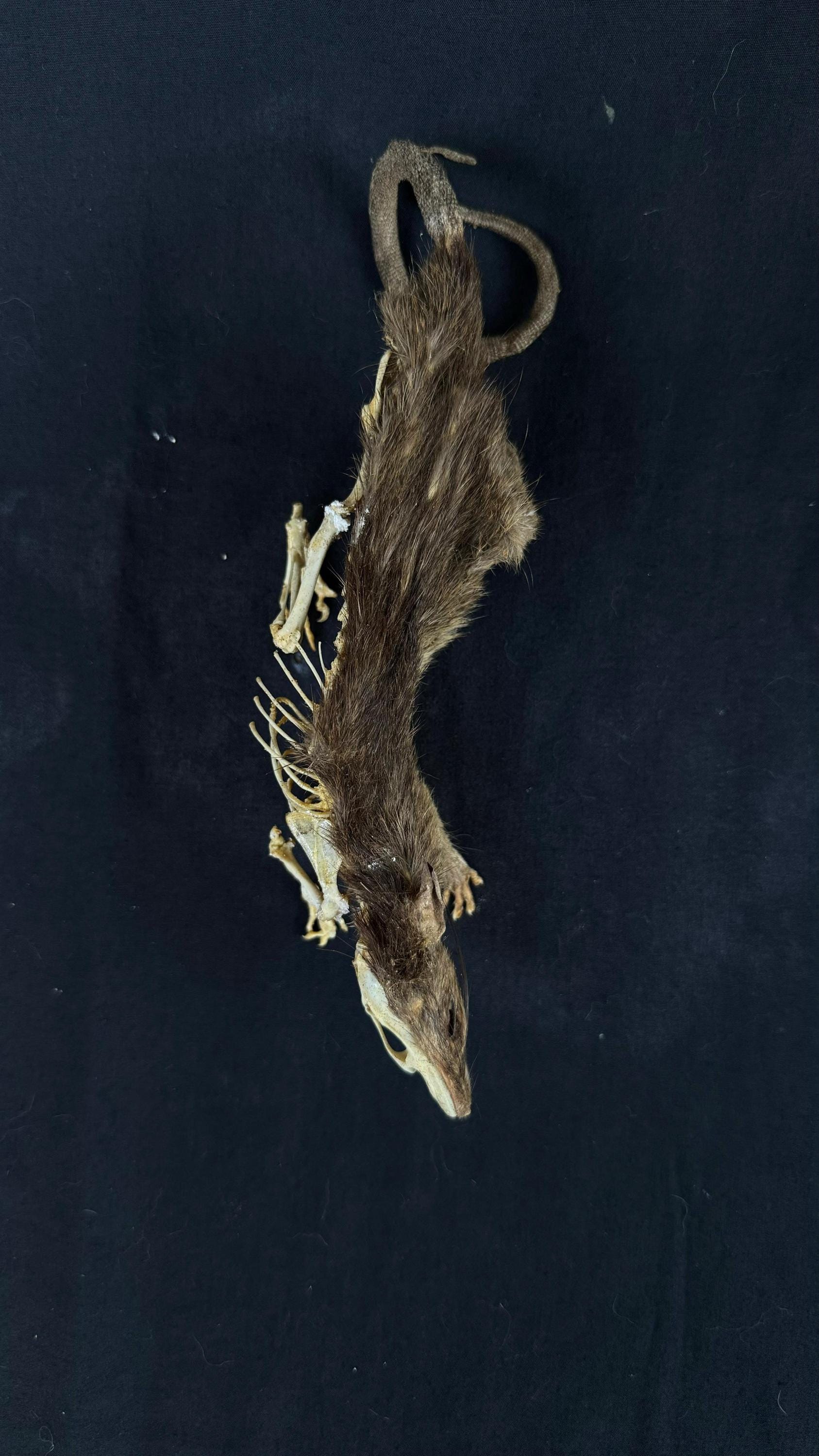 Real Taxidermy Half Rattus Argentiventer Skeleton rat - Etsy