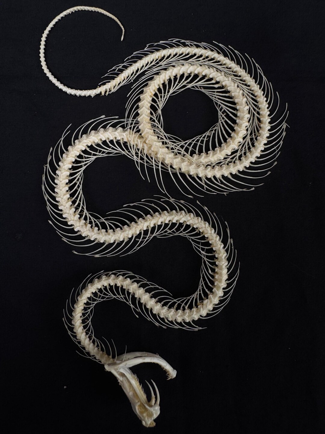 Real Taxidermy Snake Trimeresurus Albolabris One Coiled - Etsy