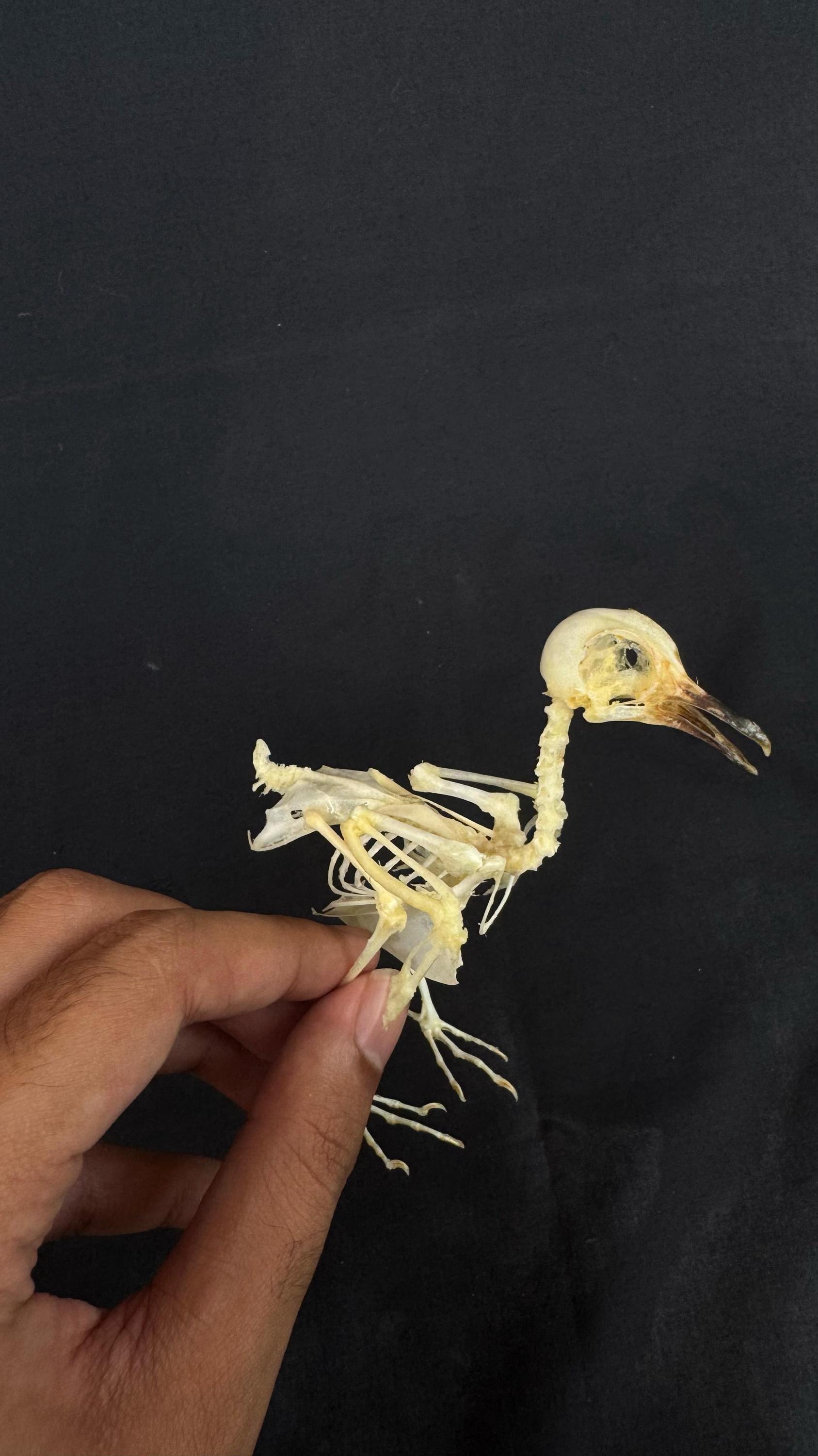 Real Taxidermy Geopelia Striata Bird Skeleton - Etsy