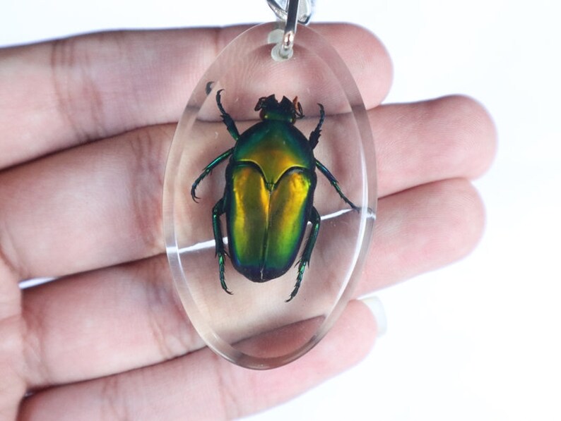 Real Green Rose Chafer Beetle Keychains Encased in Clear Resin lots 5 ...