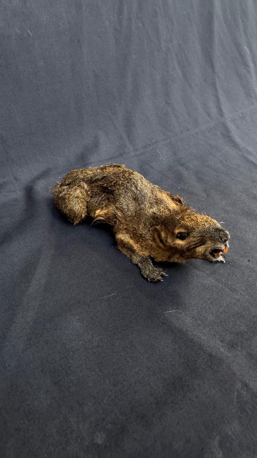 Real Taxidermy Freeze-dried Squirrel - Etsy