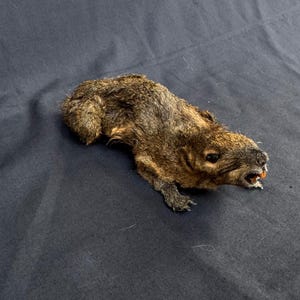 Real Taxidermy Freeze-dried Squirrel - Etsy