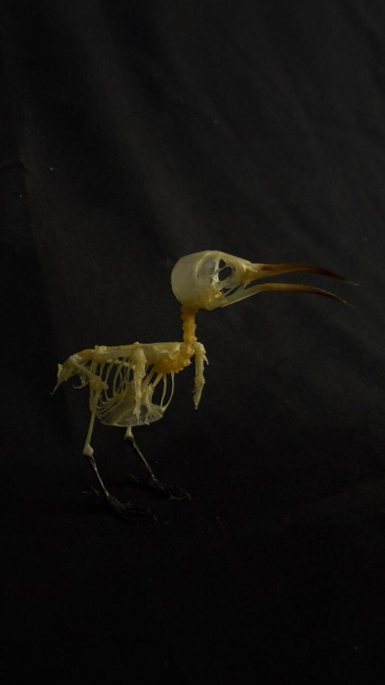 Real Taxidermy Colibri Bird Skeleton - Etsy