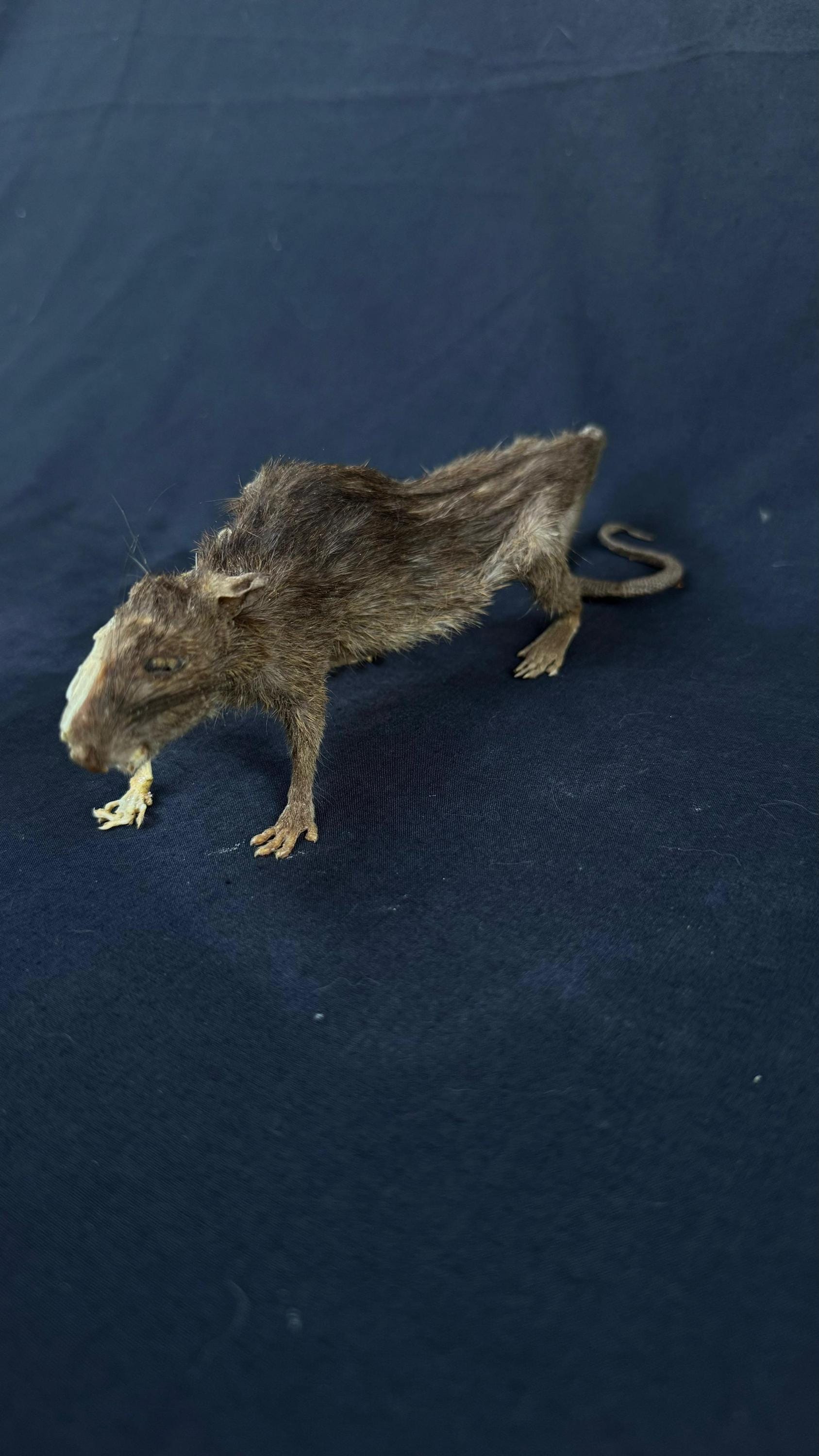 Real Taxidermy Half Rattus Argentiventer Skeleton rat - Etsy