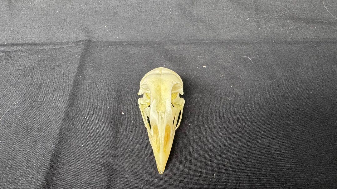 Real Taxidermy Chicken Skull Skeleton - Etsy