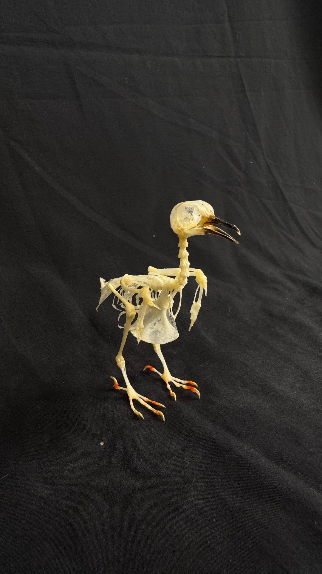 Real Taxidermy Geopelia Striata (zebra Dove Bird) Skeleton - Etsy