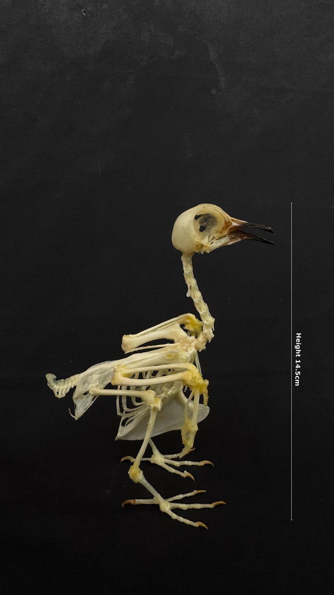 Real Taxidermy Streptopelia Chinensis (spotted Dove Bird) Skeleton - Etsy