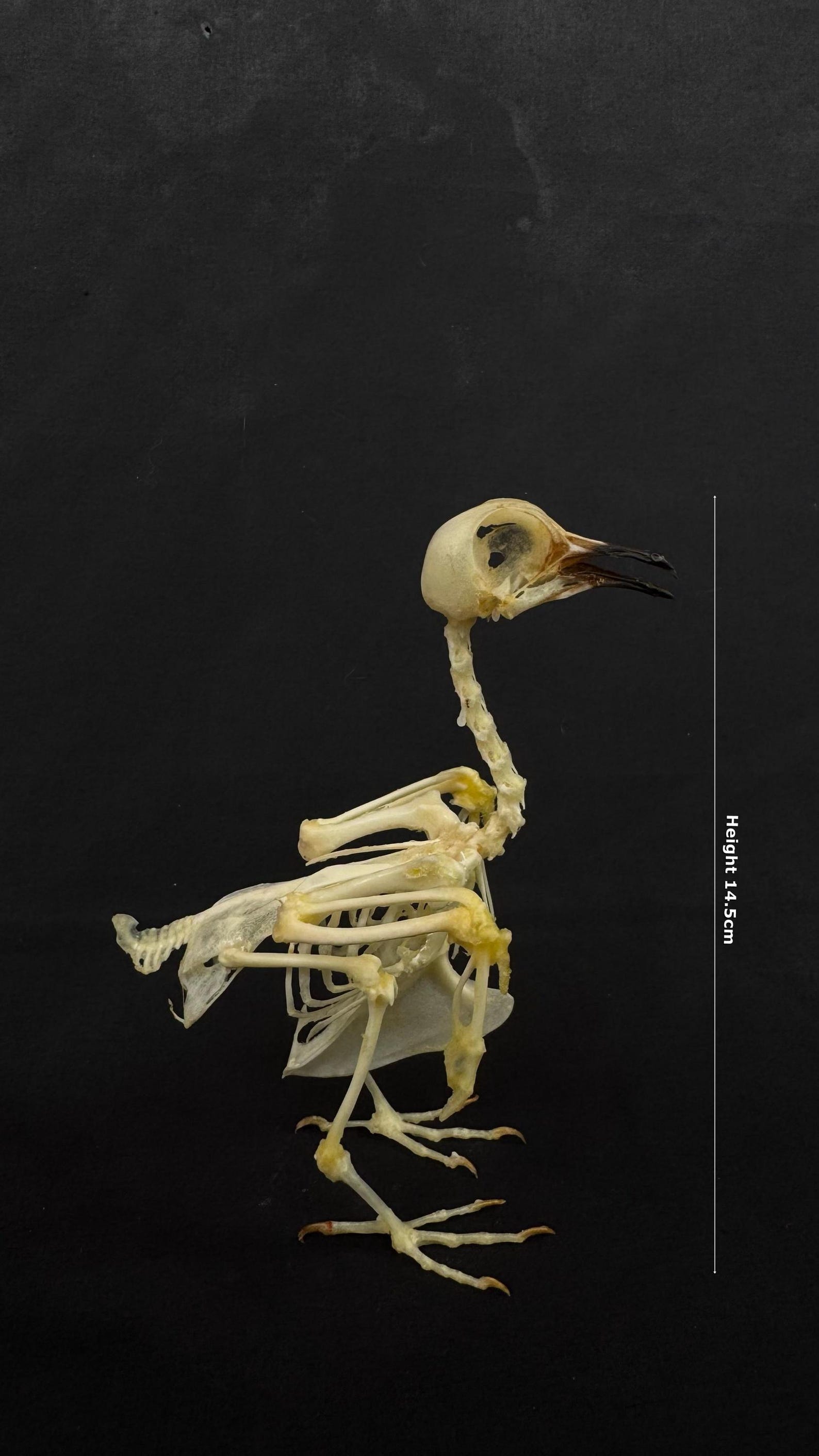Real Taxidermy Streptopelia Chinensis (spotted Dove Bird) Skeleton - Etsy