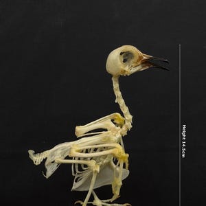Real Taxidermy Streptopelia Chinensis (spotted Dove Bird) Skeleton - Etsy