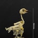Real Taxidermy Streptopelia Chinensis (spotted Dove Bird) Skeleton - Etsy