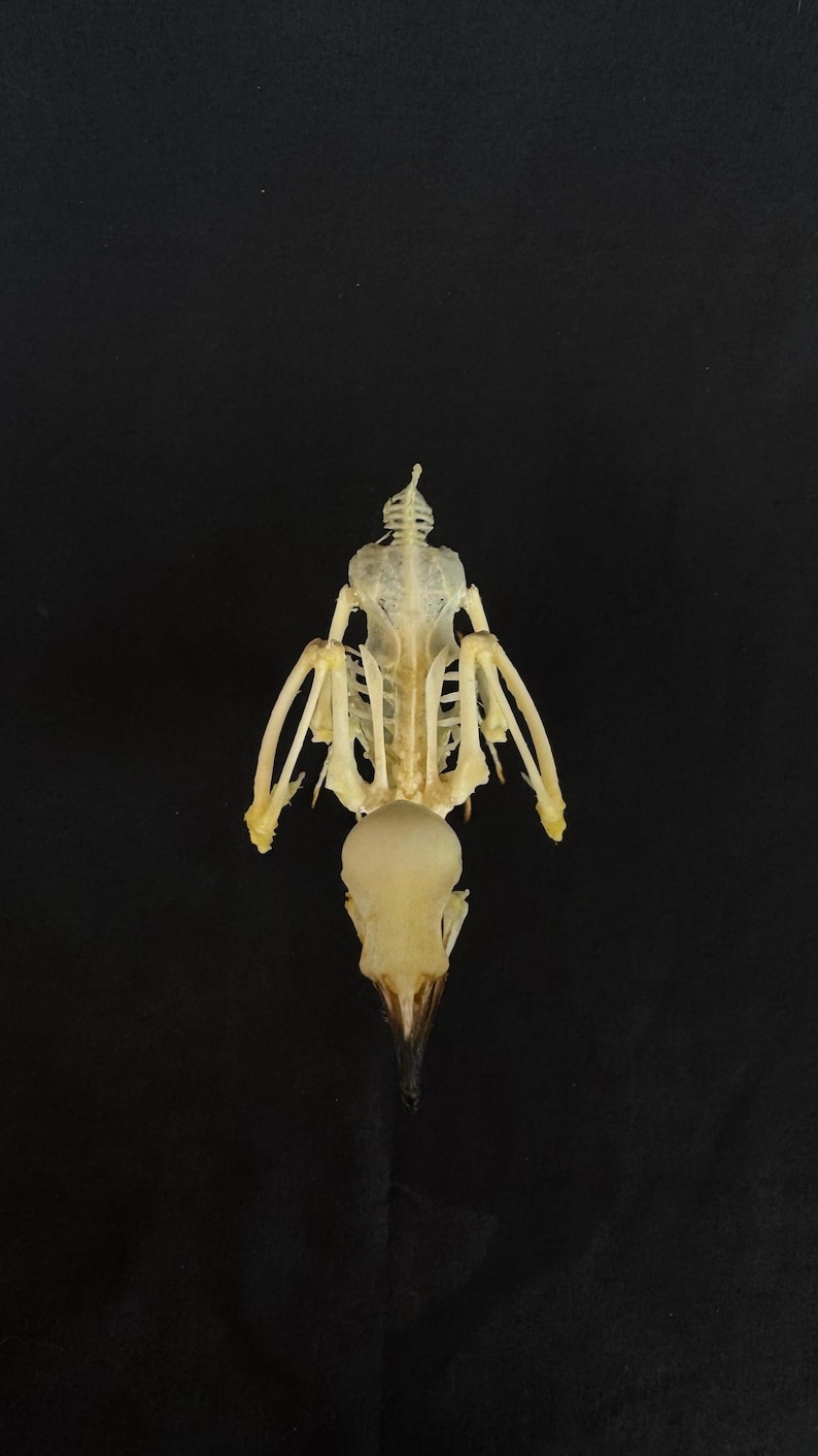 Real Taxidermy Streptopelia Chinensis (spotted Dove Bird) Skeleton - Etsy