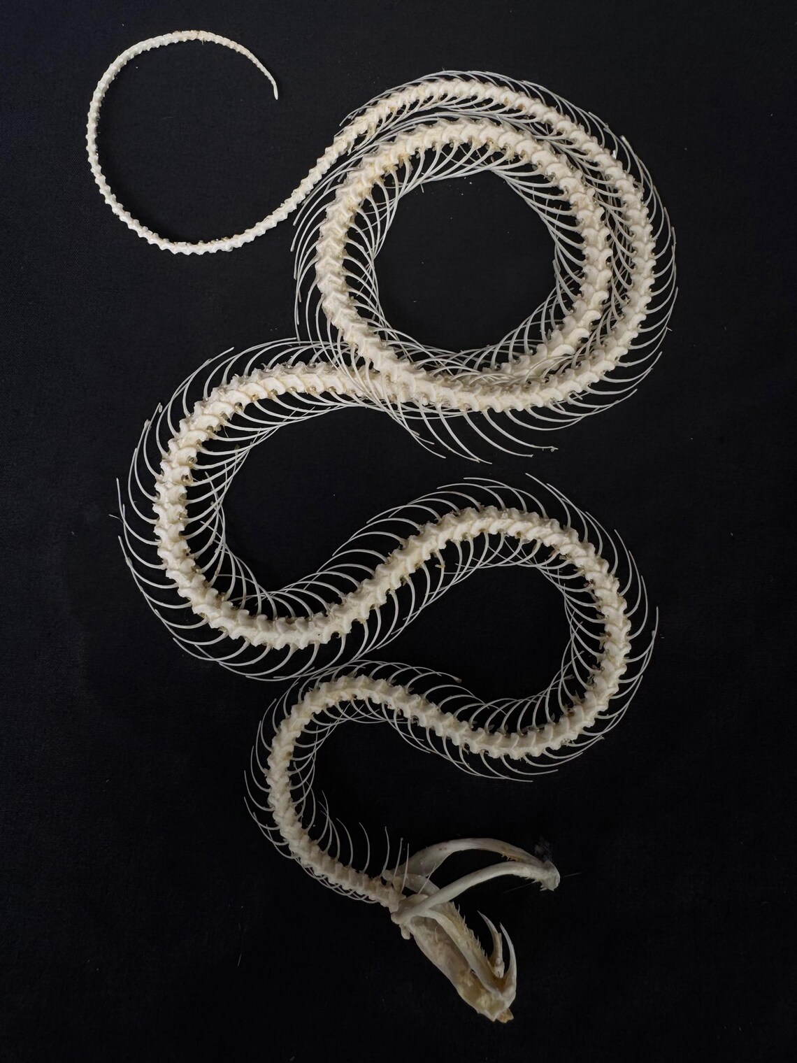 Real Taxidermy Snake Trimeresurus Albolabris One Coiled - Etsy