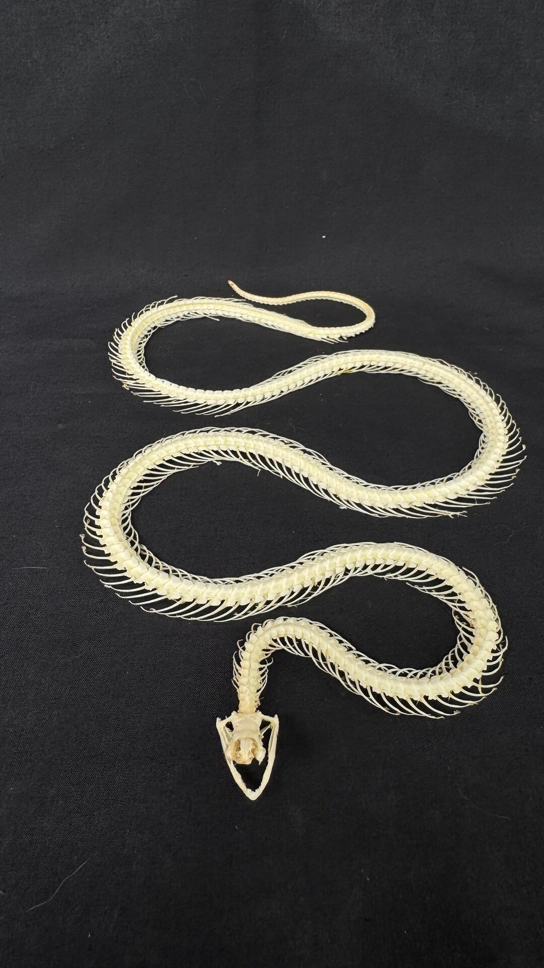 Real Taxidermy Snake Bungarus Candidus Curved Skeleton - Etsy