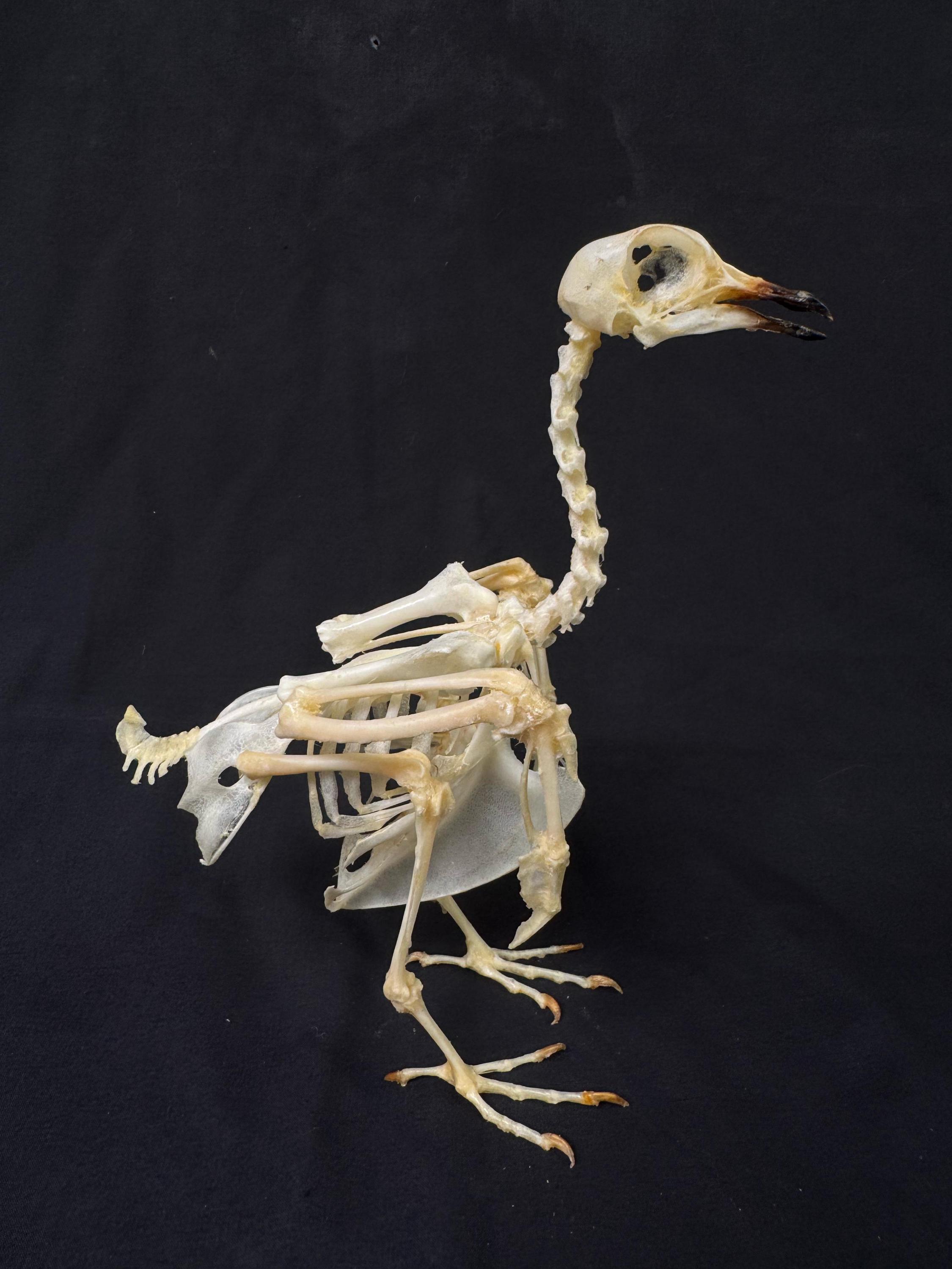 Real Taxidermy Pigeon Skeleton - Etsy